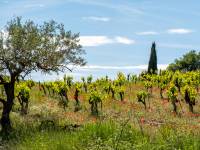 Village de Villedieu - Villedieu - Patrimoines culturels - Provence Guide