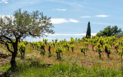Village de Villedieu - Villedieu - Patrimoines culturels - Provence Guide