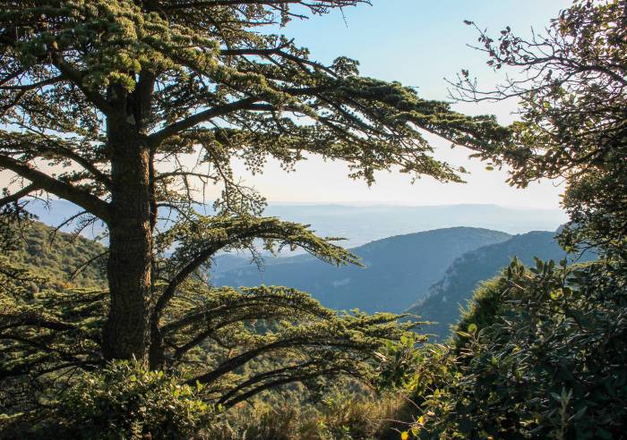 La Forêt des cèdres - Bonnieux - Vaucluse en Provence - - Luberon